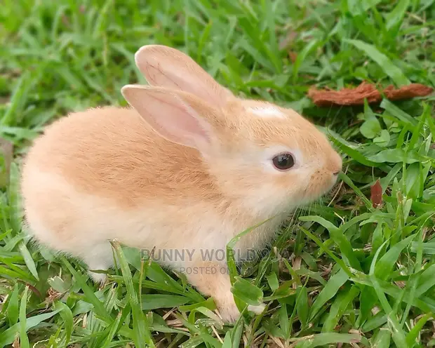 Palomino Rabbit