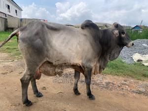 Cows in Lagos for sale Prices on Jiji.ng