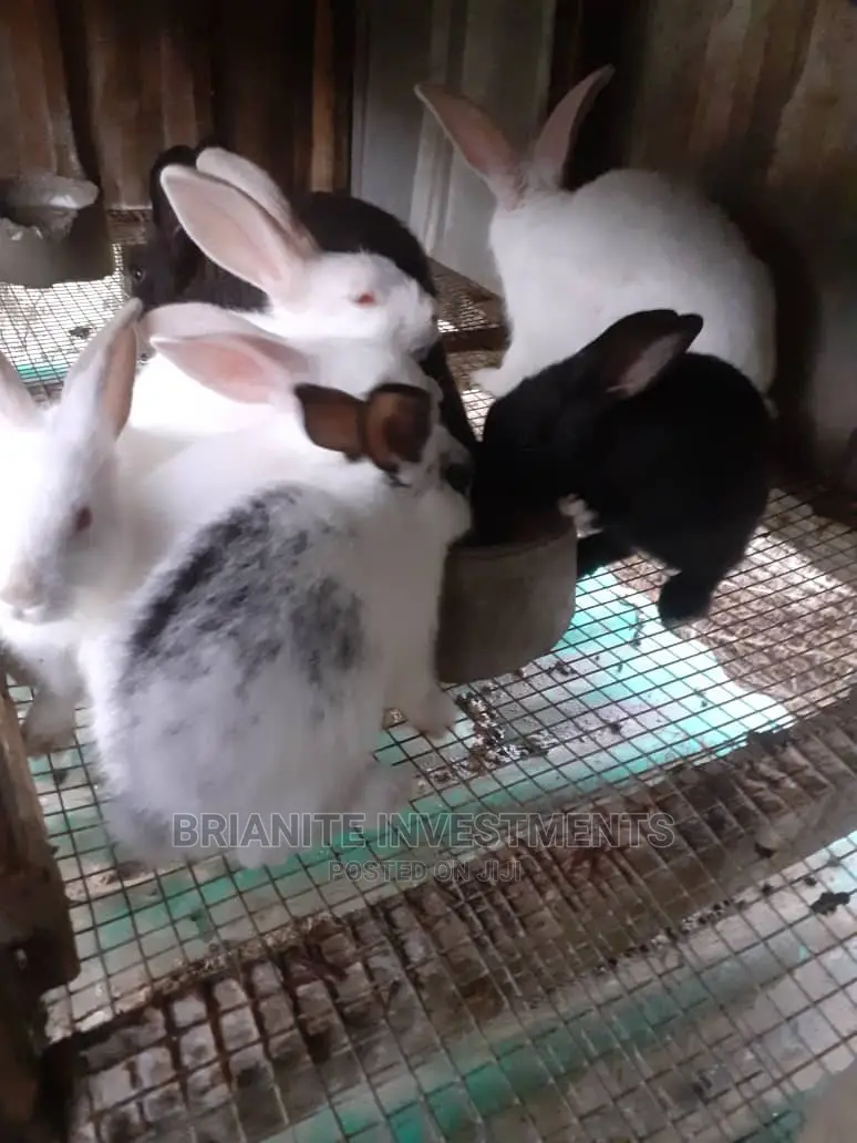Hybrid Rabbits Of All Breeds For Sale. in Ikwerre - Farm Animals, Mr ...