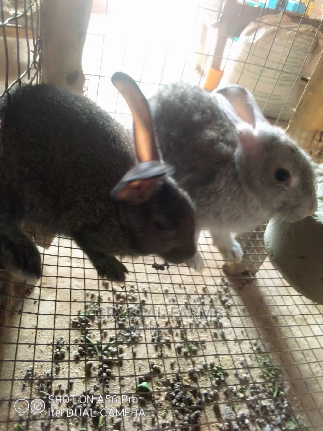 Rabbits For Sale: Hybrid, Exotic And Hyla Rabbits in Abeokuta South ...
