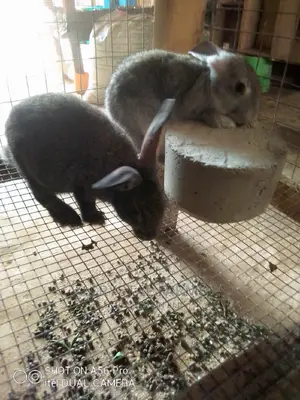 Rabbits For Sale: Hybrid, Exotic And Hyla Rabbits in Abeokuta South ...
