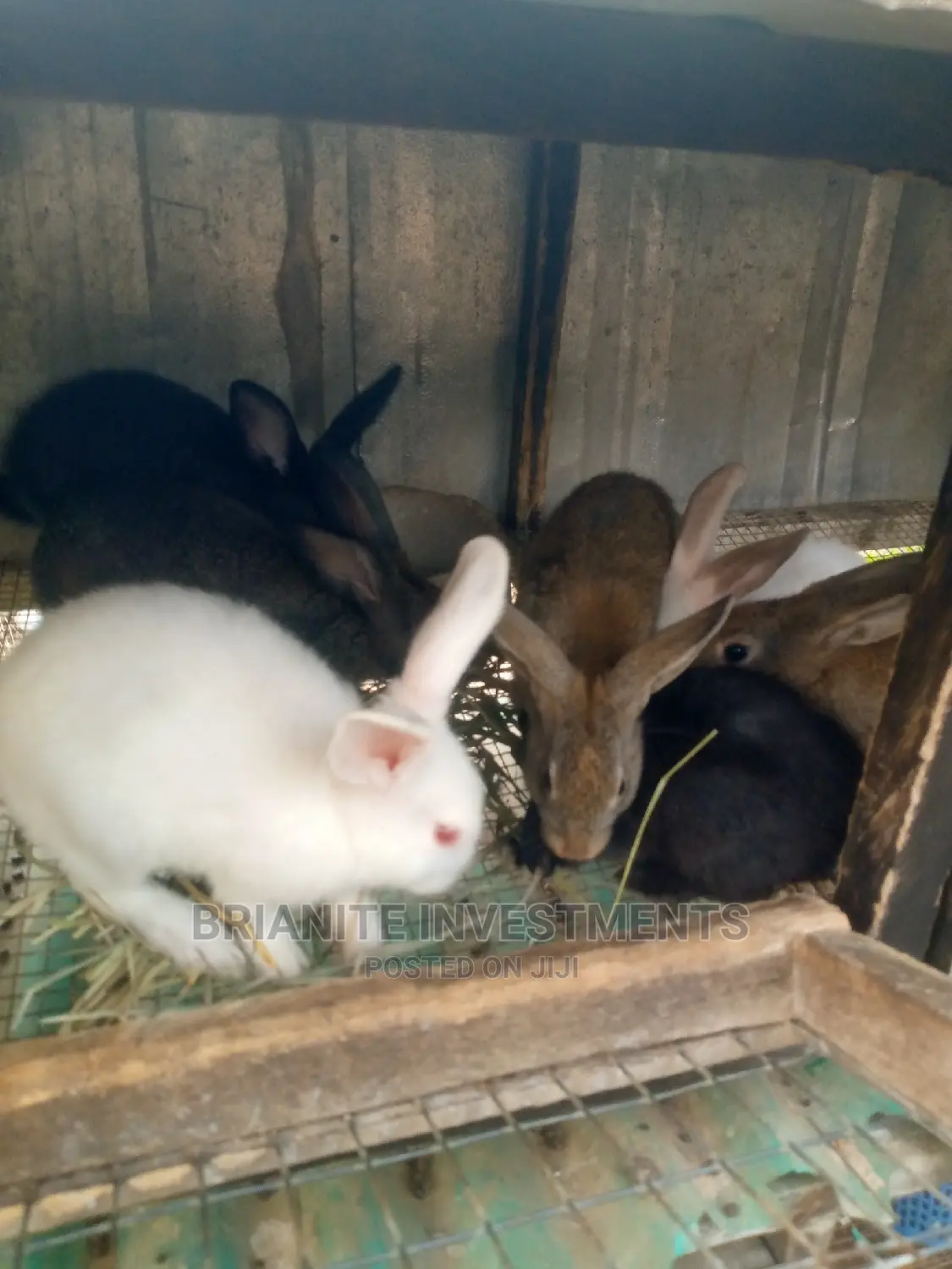 Hybrid Rabbits Of All Breeds For Sale. in Ikwerre - Farm Animals, Mr ...