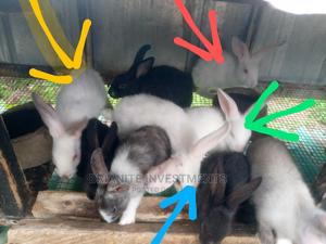 Hybrid Rabbits Of All Breeds For Sale. in Ikwerre - Farm Animals, Mr ...