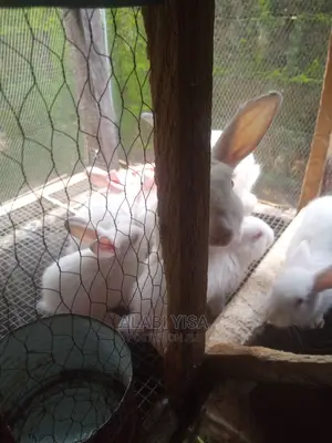 Rabbit Livestock & Poultry in Rivers for sale Prices on Jiji.ng