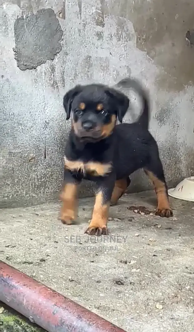 Rottweiler Puppies 3 Month