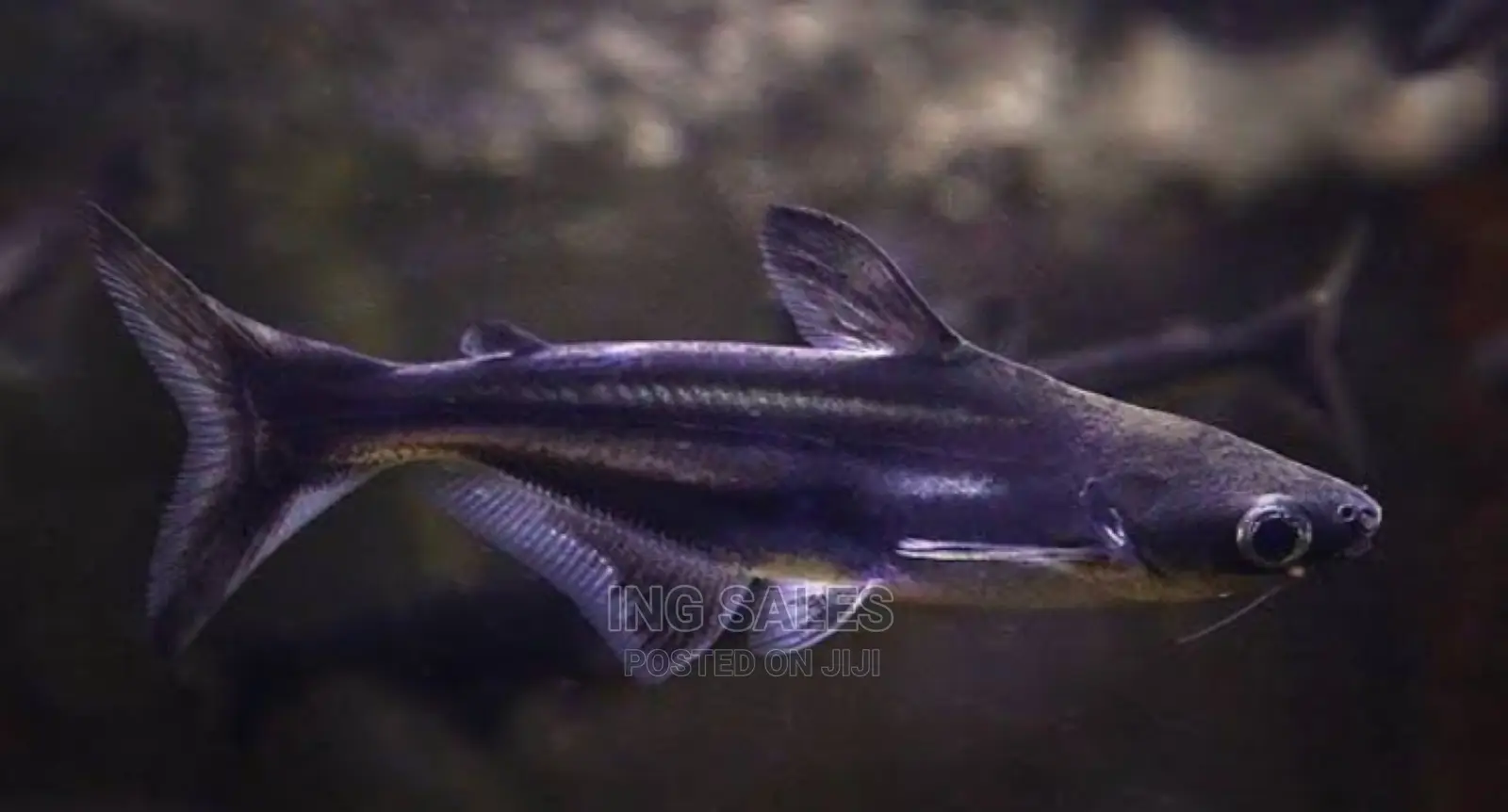 Pangasius Shark- Peaceful Aquarium Fish in Surulere - Fish, Ing Sales ...