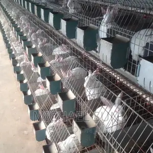 Rabbit Cages for sale in Nigeria Prices on Jiji.ng