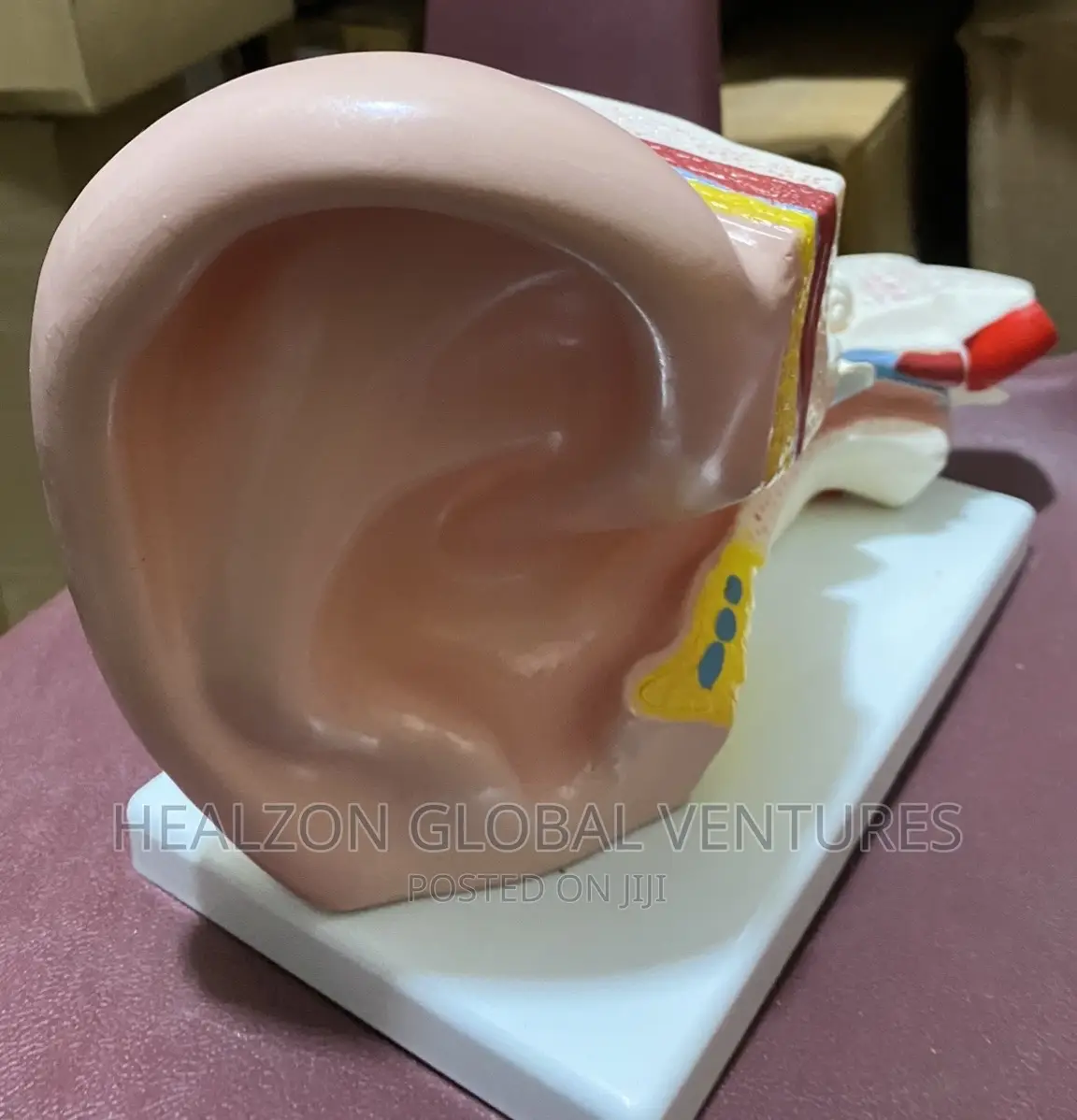 Giant Ear Model in Lagos Island (Eko) - Medical Supplies & Equipment ...