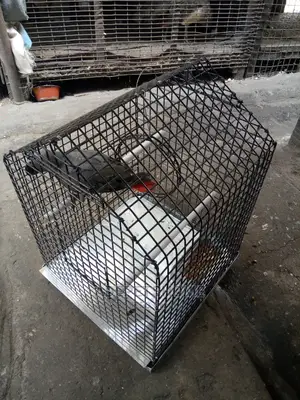 Farm Cages for sale in Surulere Prices on Jiji.ng