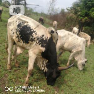 Cows in Lagos for sale Prices on Jiji.ng