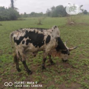 Cows in Lagos for sale Prices on Jiji.ng