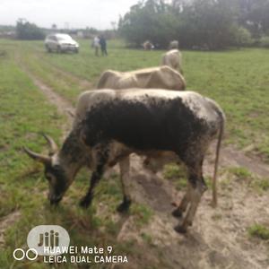 Cows in Lagos for sale Prices on Jiji.ng