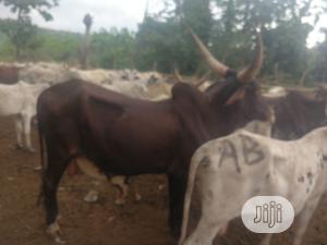 Cows in Lagos for sale Prices on Jiji.ng