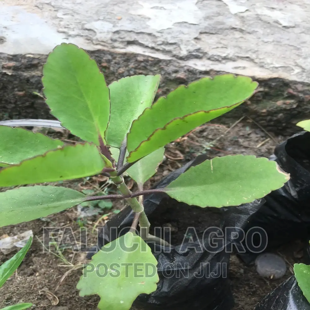 Resurrection Plant, Miracle Plant, Oda Opue (Igbo) in Ikotun/Igando ...