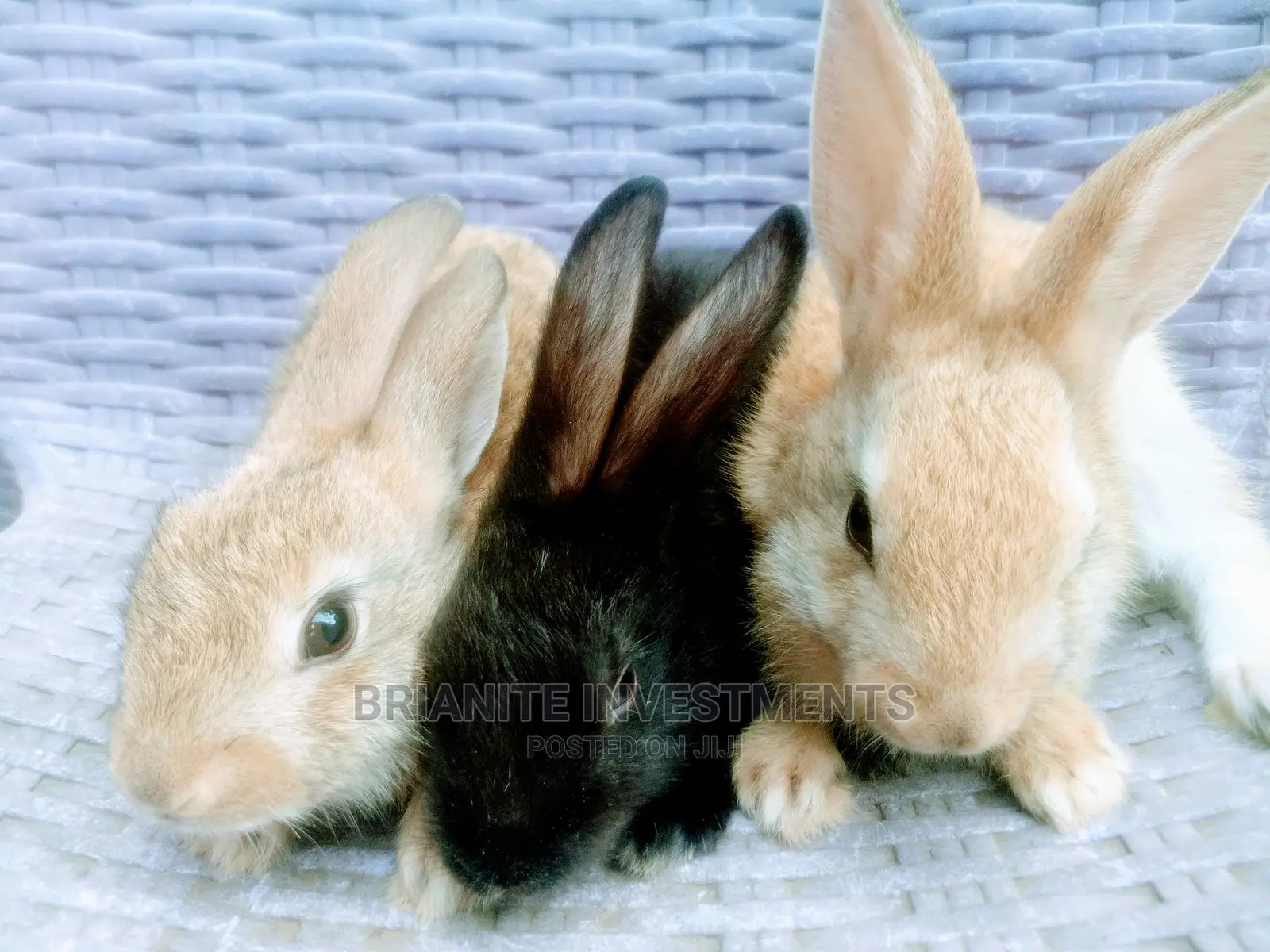Hybrid Rabbits Of All Breeds For Sale. in Ikwerre - Farm Animals, Mr ...