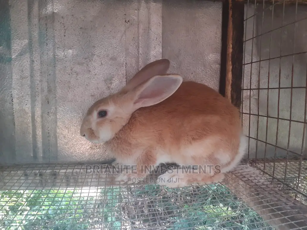 Hybrid Rabbits Of All Breeds For Sale. in Ikwerre - Farm Animals, Mr ...