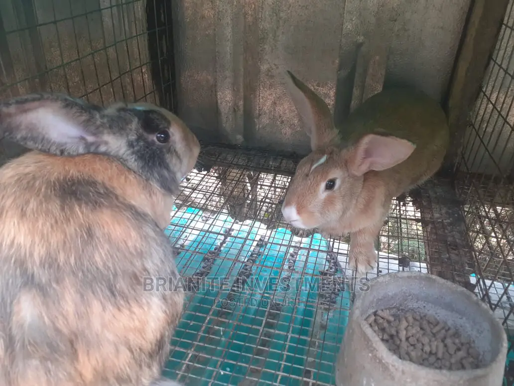 Hybrid Rabbits Of All Breeds For Sale. in Ikwerre - Farm Animals, Mr ...