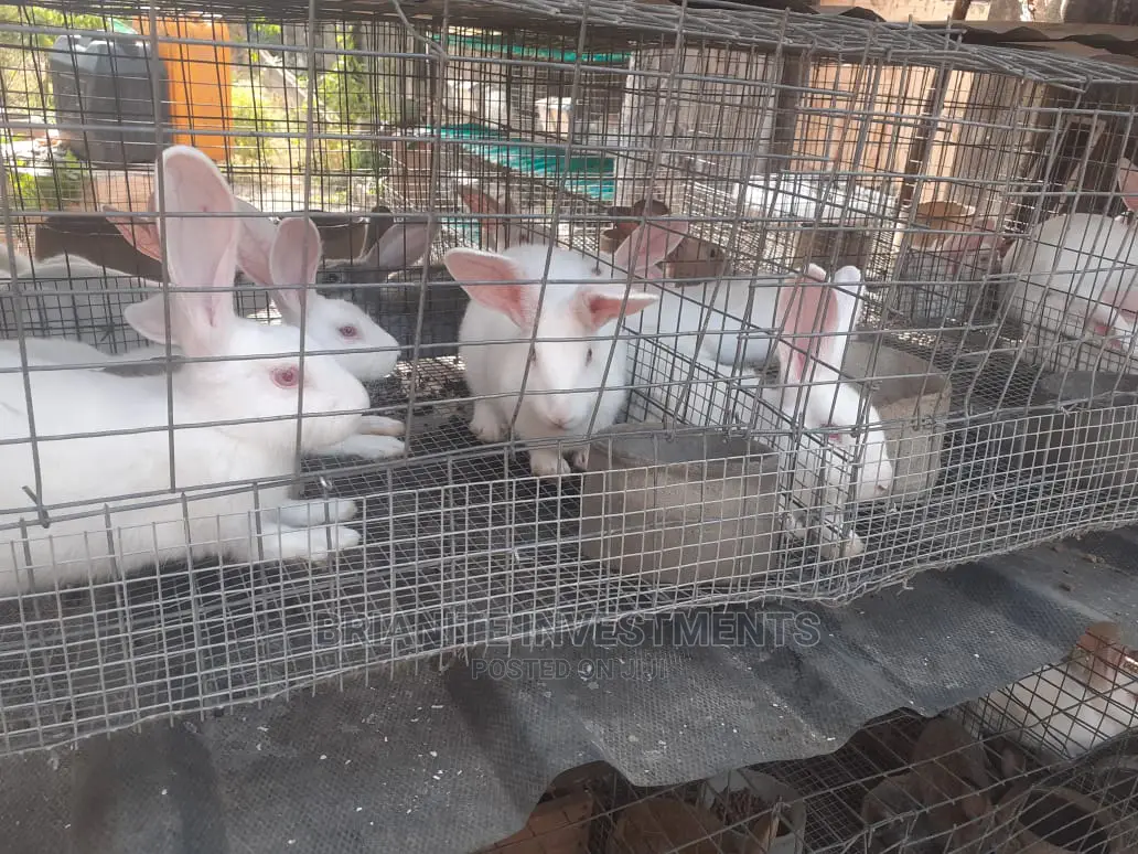 Hybrid Rabbits Of All Breeds For Sale. in Ikwerre - Farm Animals, Mr ...