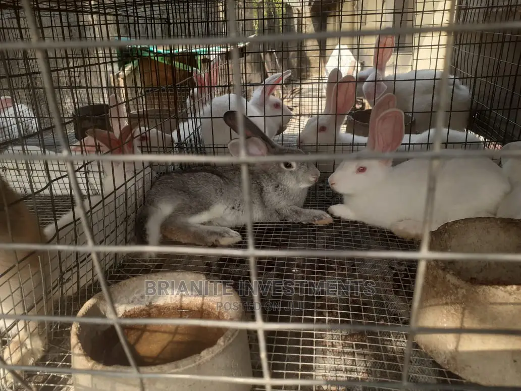 Hybrid Rabbits Of All Breeds For Sale. in Ikwerre - Farm Animals, Mr ...