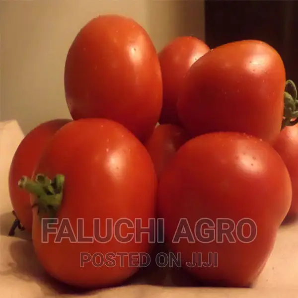 Sinag Tala F1 Hybrid Tomato Seeds (1500 Seeds) in Ikotun/Igando - Feeds ...