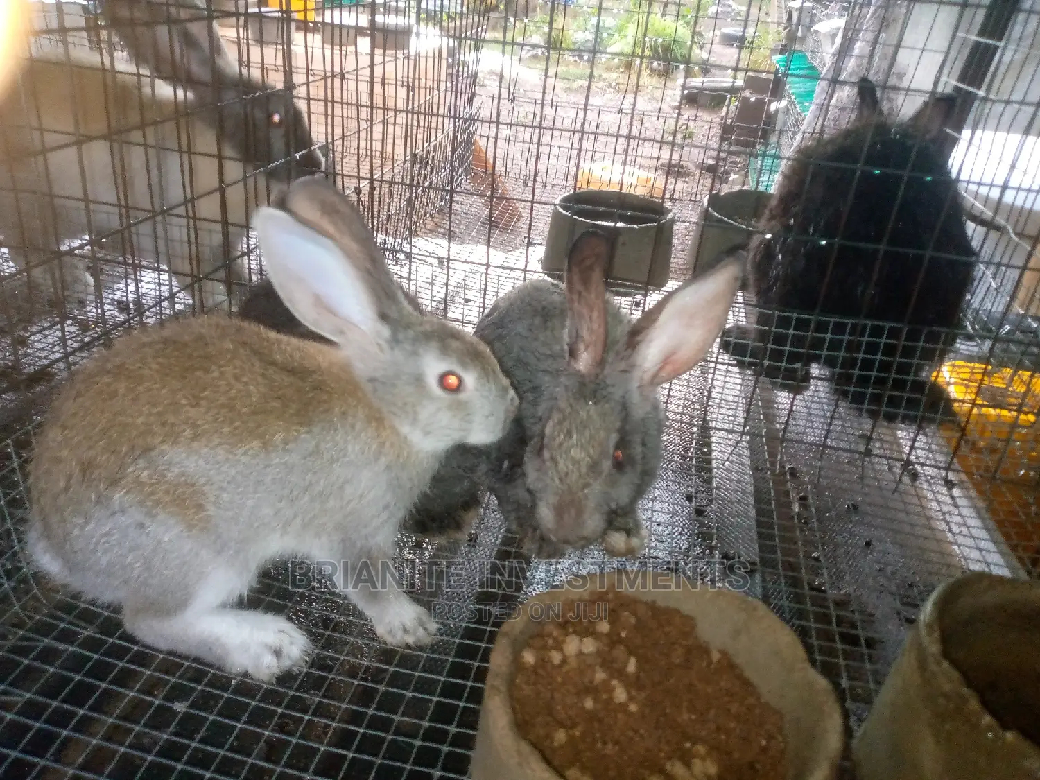 Hybrid Rabbits Of All Breeds For Sale. in Ikwerre - Farm Animals, Mr ...
