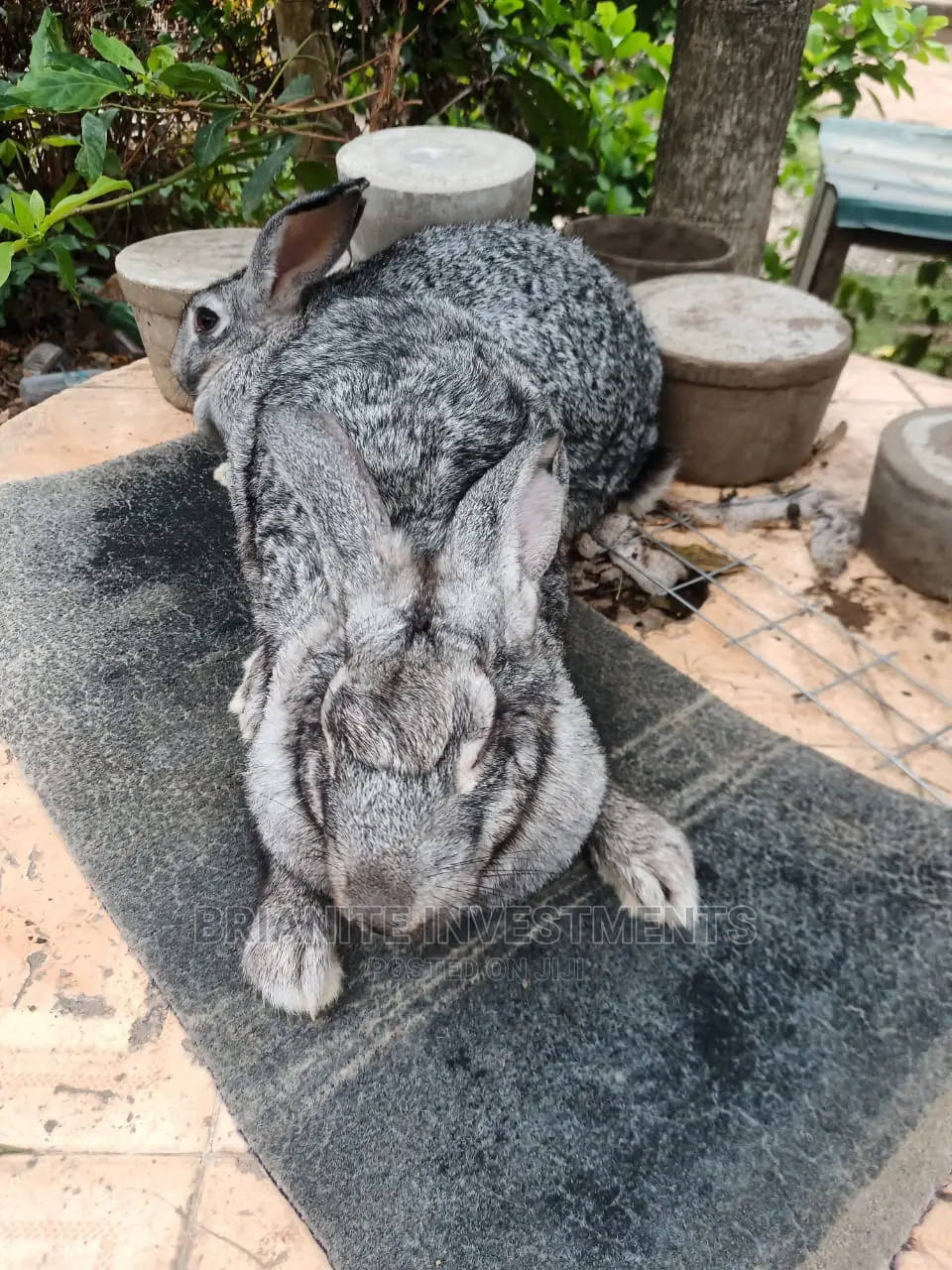 Hybrid Rabbits Of All Breeds For Sale. in Ikwerre - Farm Animals, Mr ...