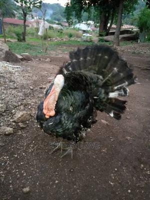 Hybrids Turkey in Ibadan - Livestock & Poultry, Effman Love | Jiji.ng