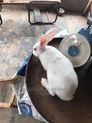 Livestock & Poultry in Nigeria for sale Prices on Jiji.ng